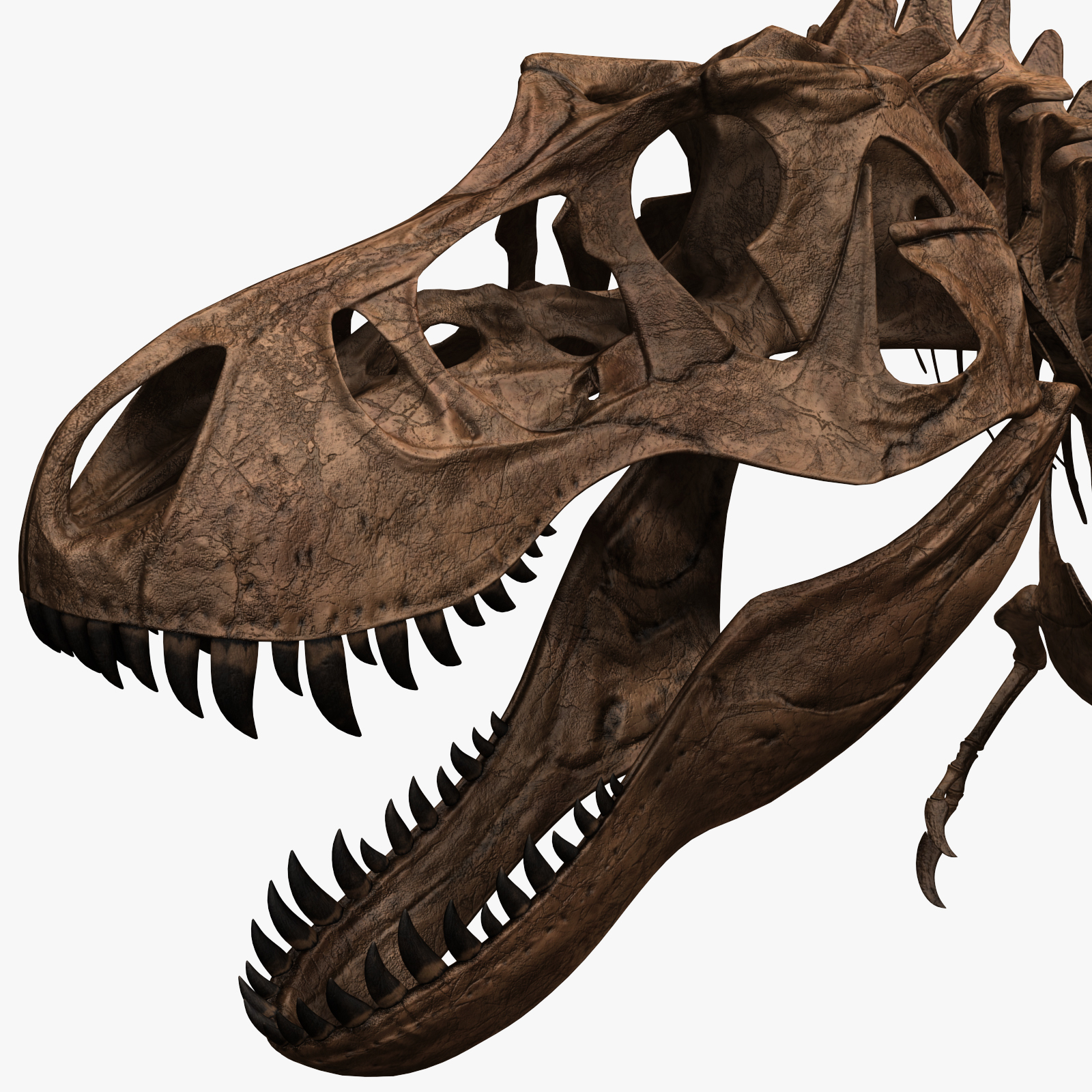 3d tyrannosaurus rex skeleton t-rex model