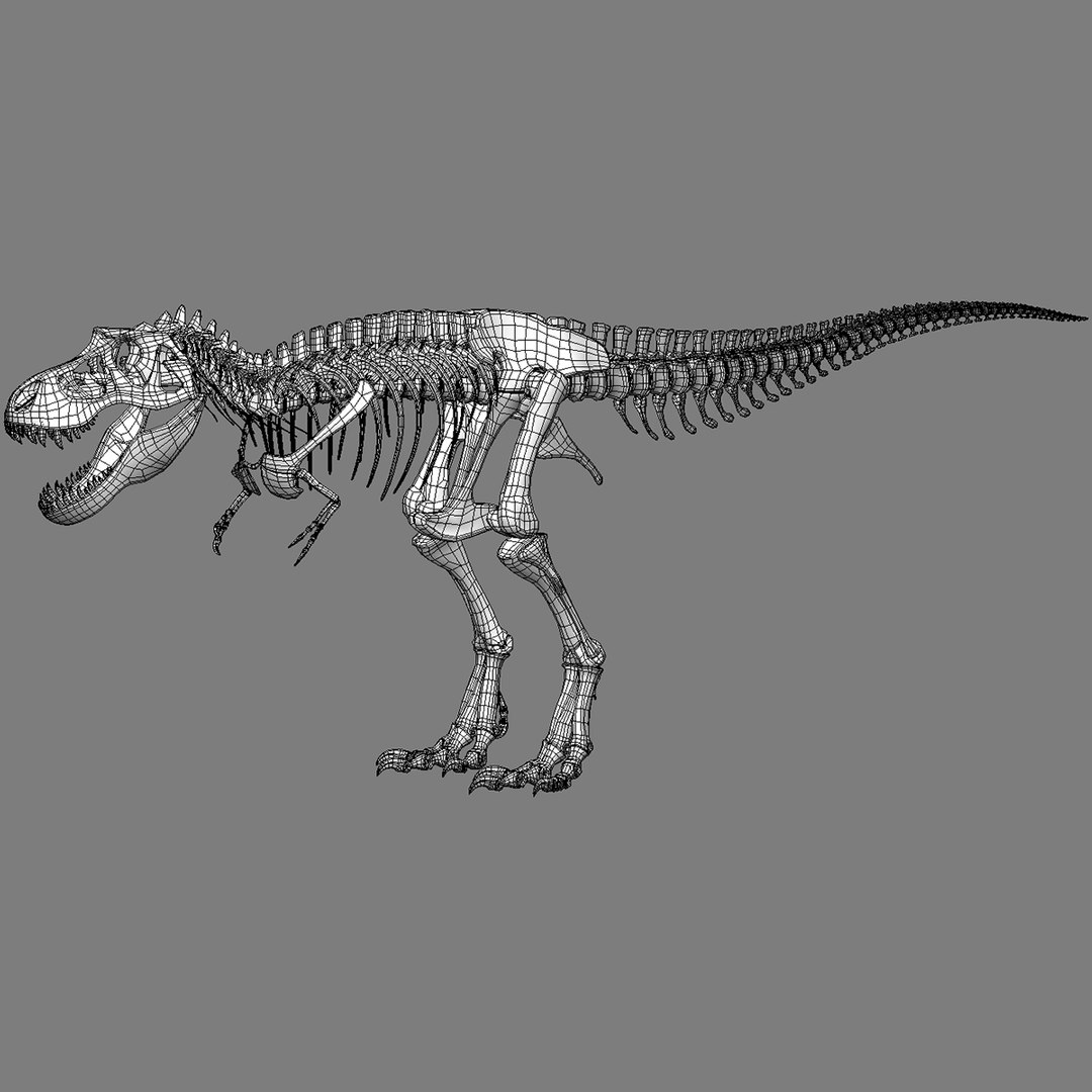 3d Tyrannosaurus Rex Skeleton T-rex Model