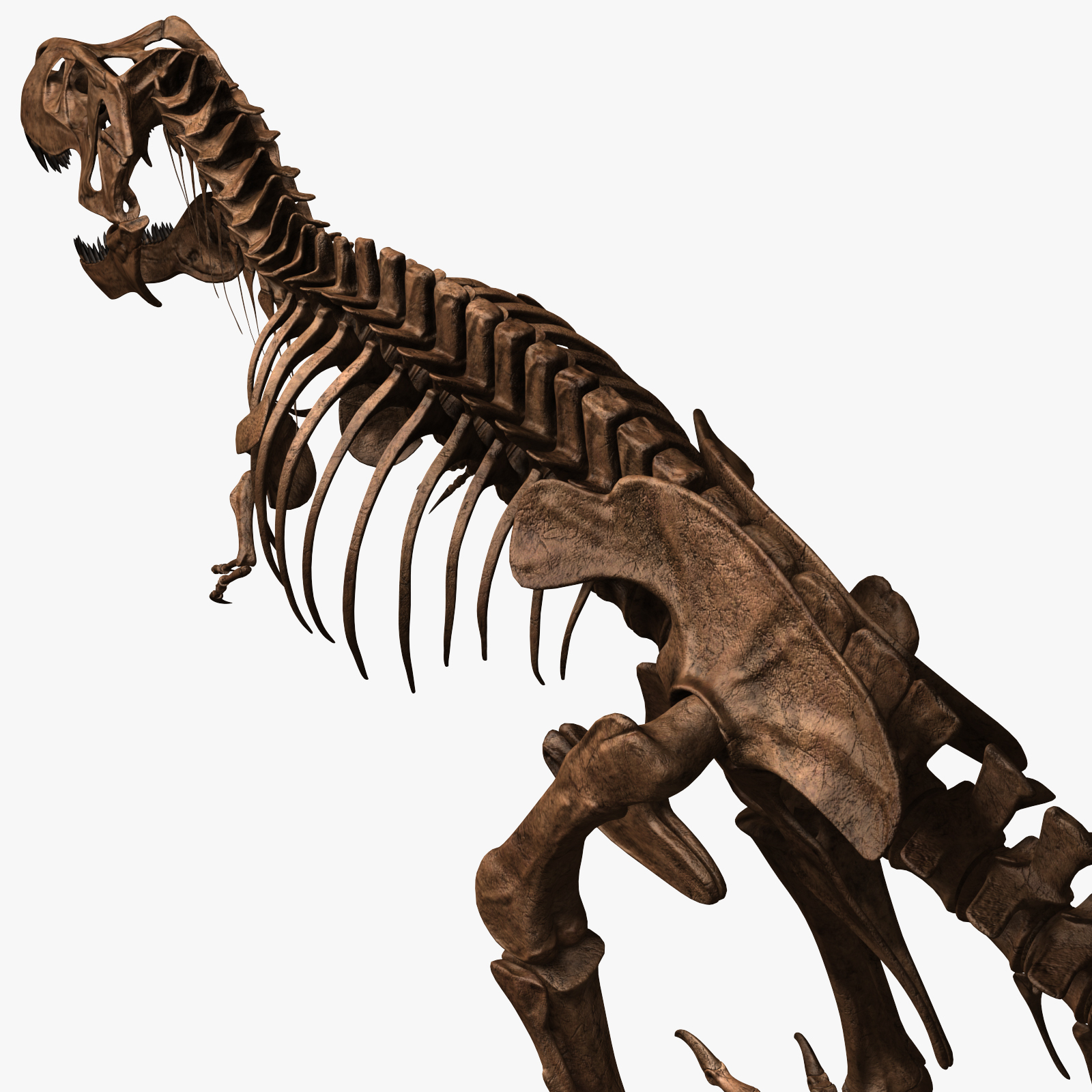 3d tyrannosaurus rex skeleton t-rex model