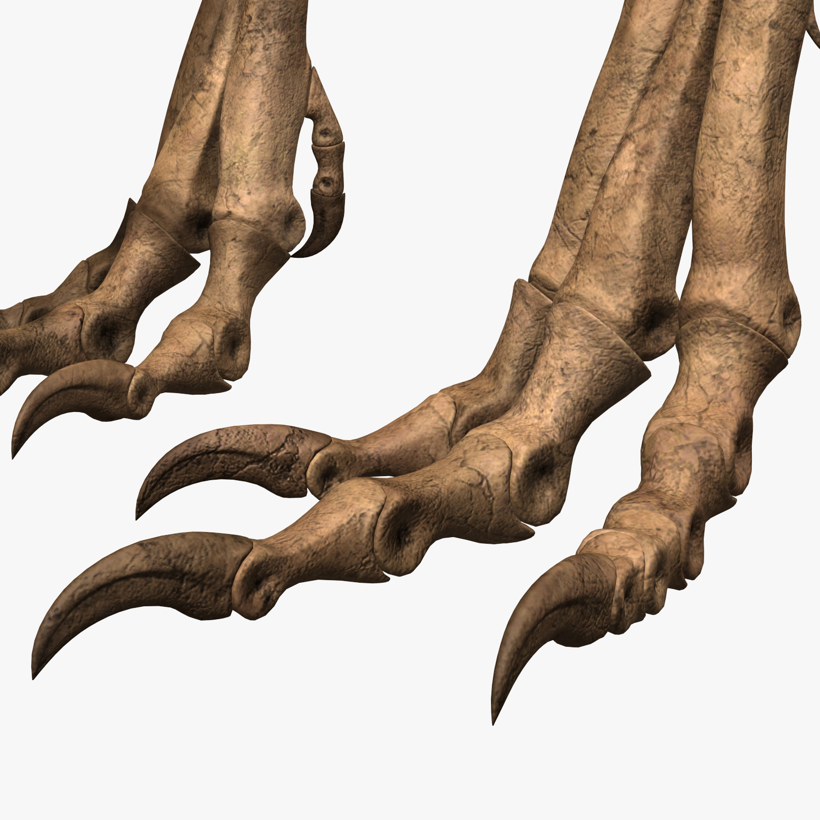 3d tyrannosaurus rex skeleton t-rex model