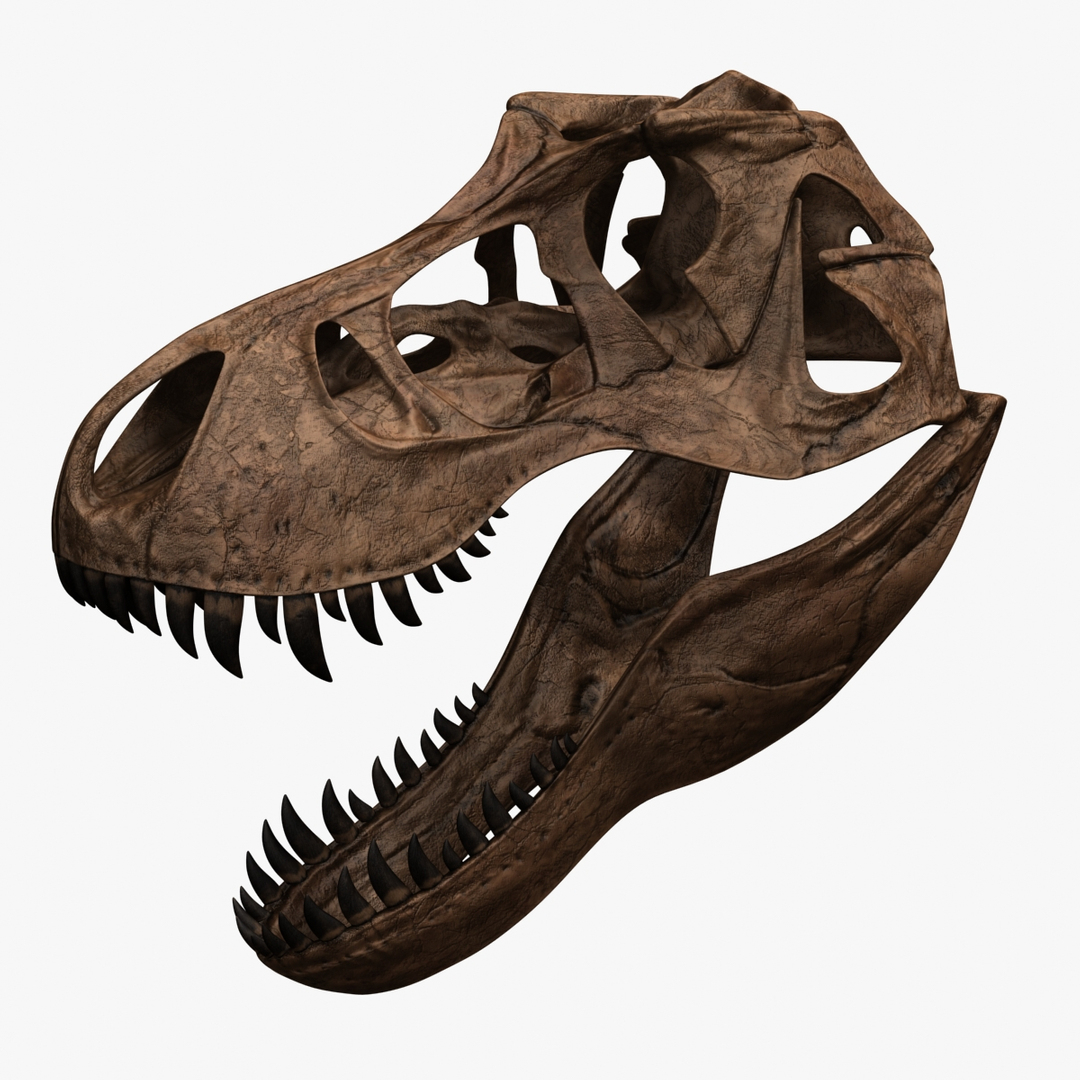 3d Tyrannosaurus Rex Skeleton T-rex Model