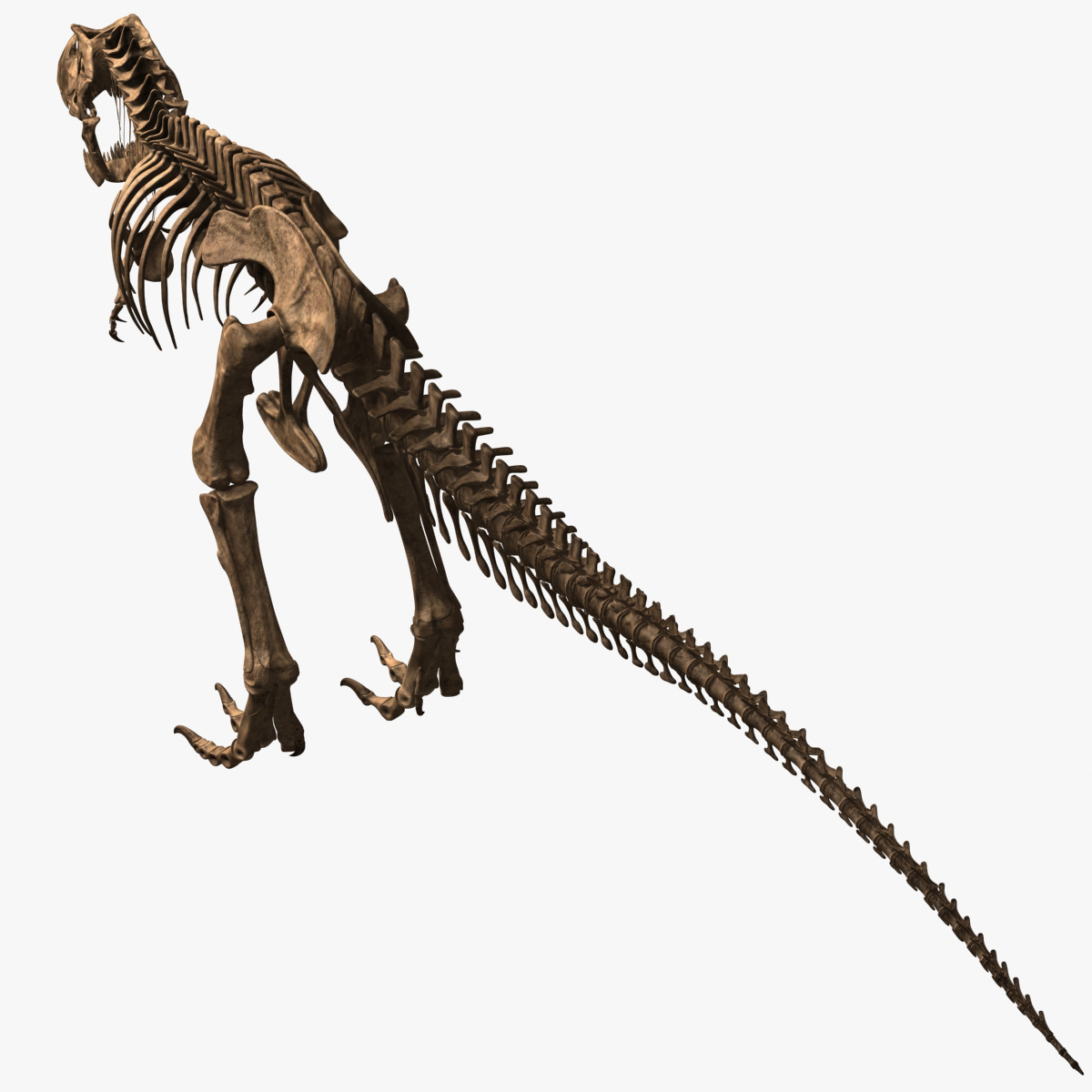 3d tyrannosaurus rex skeleton t-rex model