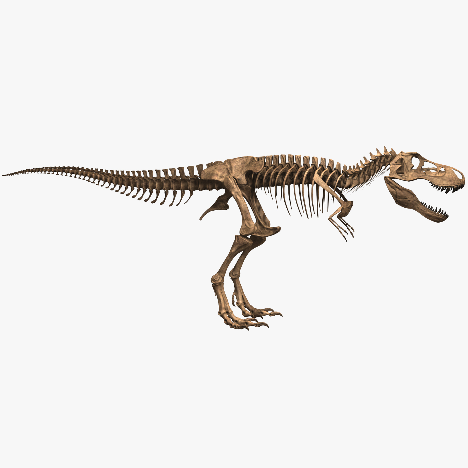 3d tyrannosaurus rex skeleton t-rex model