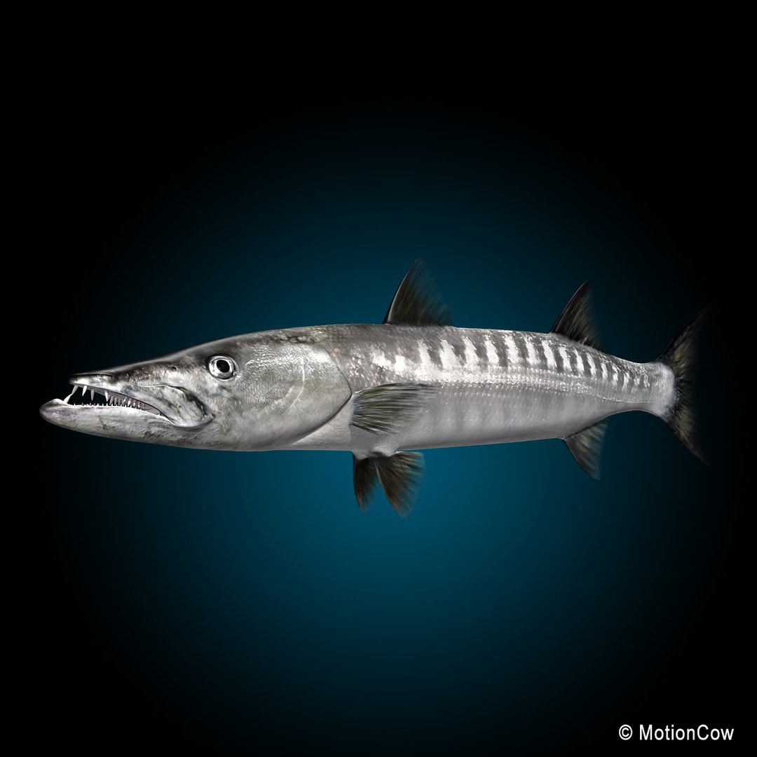 Realistic Barracuda Fish 3d Lwo