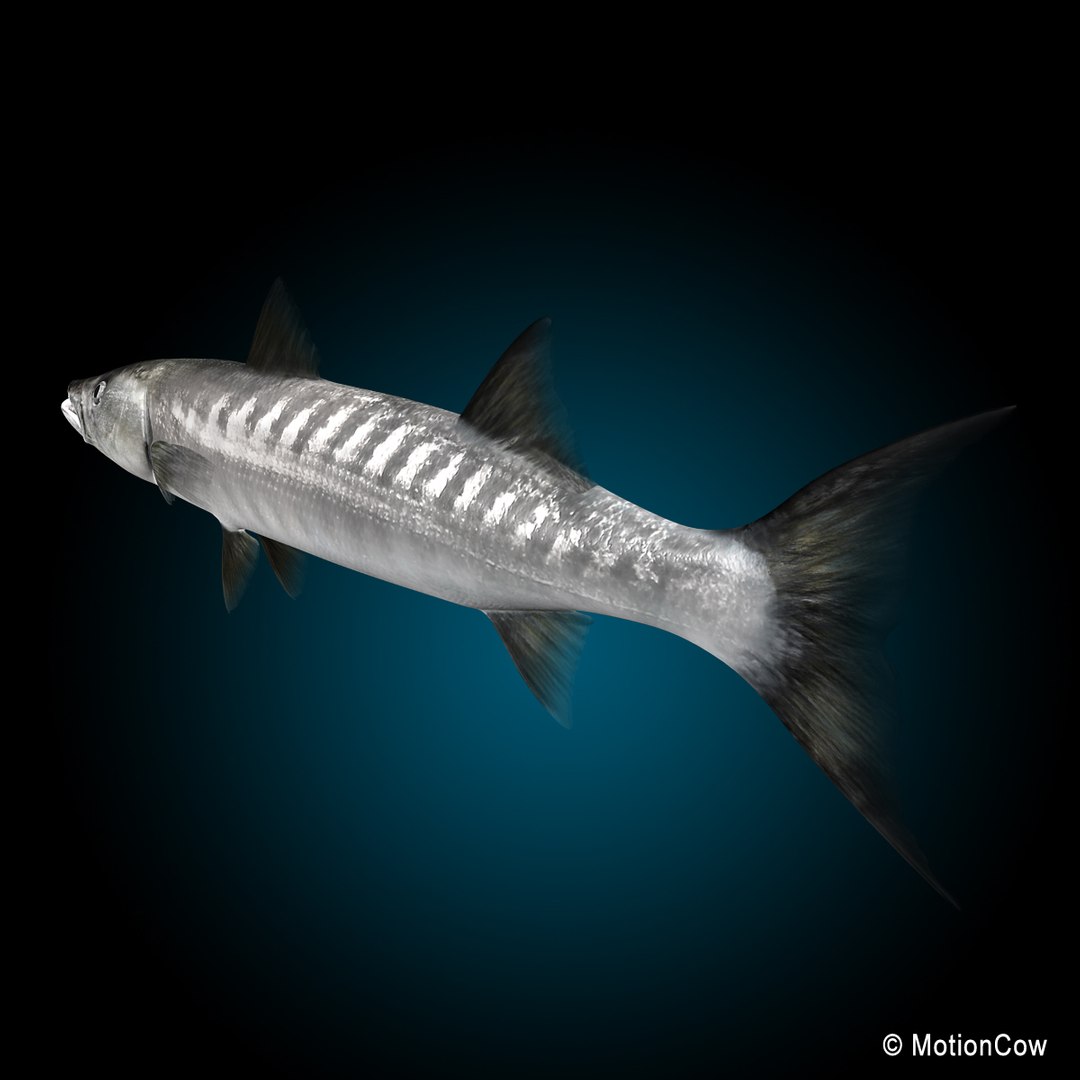 Realistic Barracuda Fish 3d Lwo