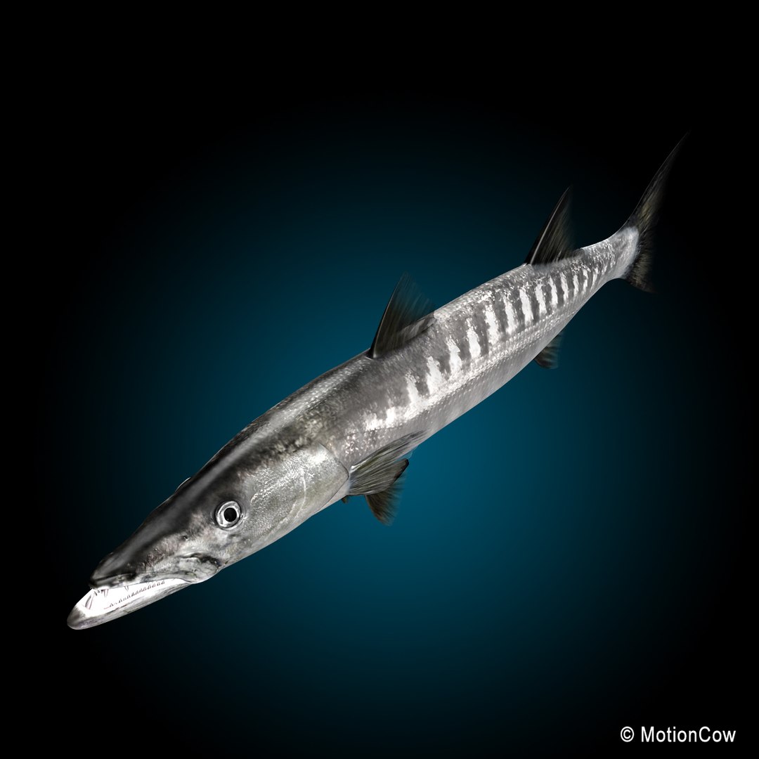 Realistic Barracuda Fish 3d Lwo