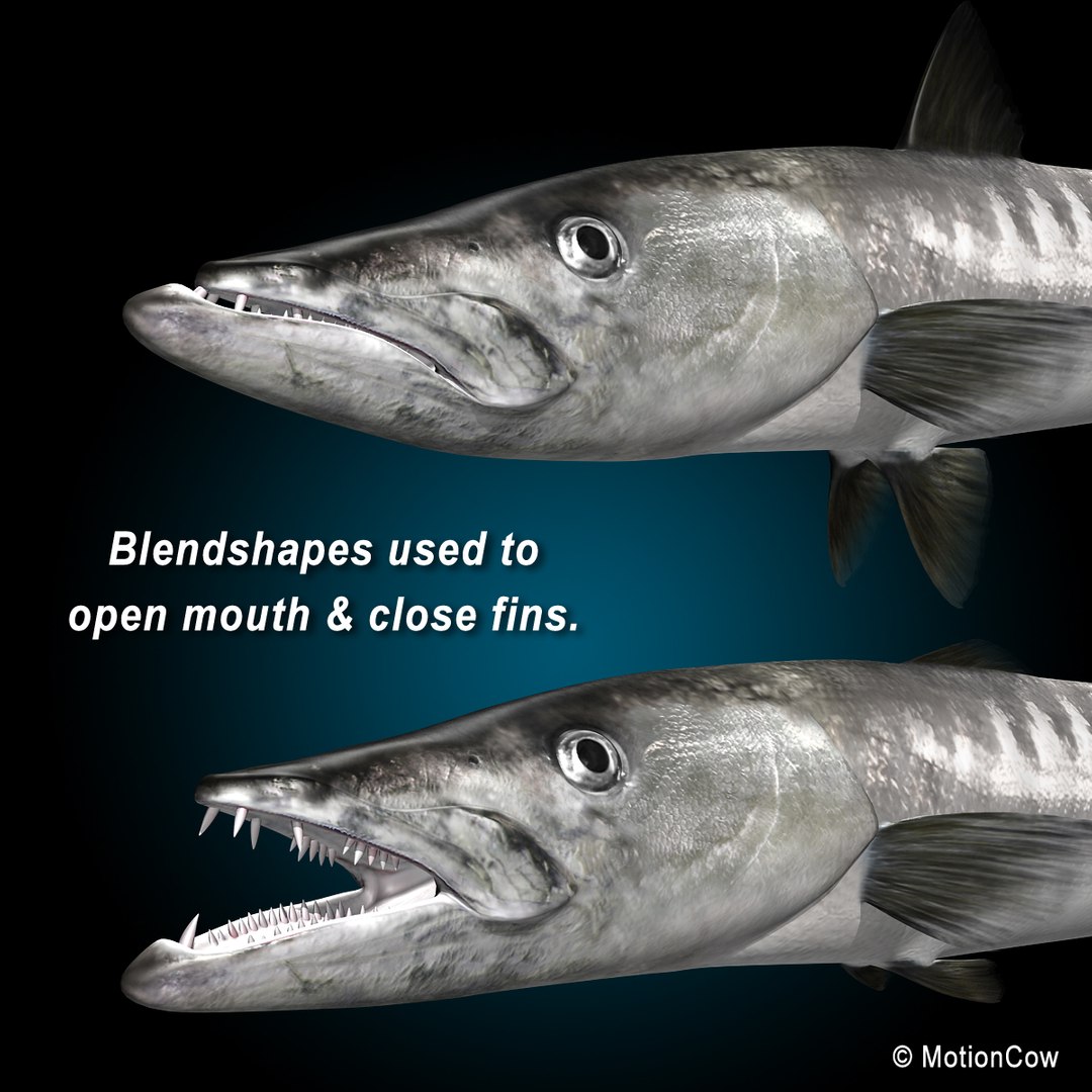 Realistic Barracuda Fish 3d Lwo
