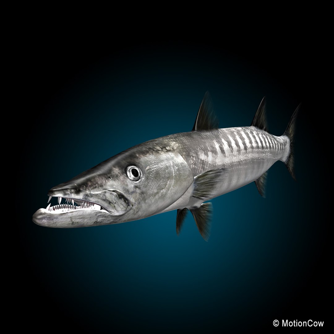 Realistic Barracuda Fish 3d Lwo