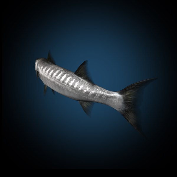 realistic barracuda fish 3d lwo
