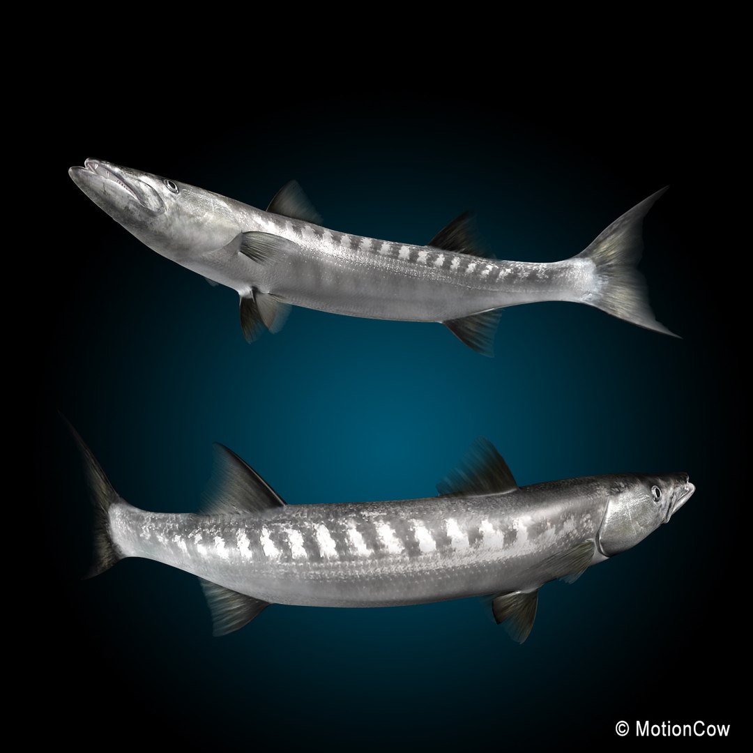 Realistic Barracuda Fish 3d Lwo