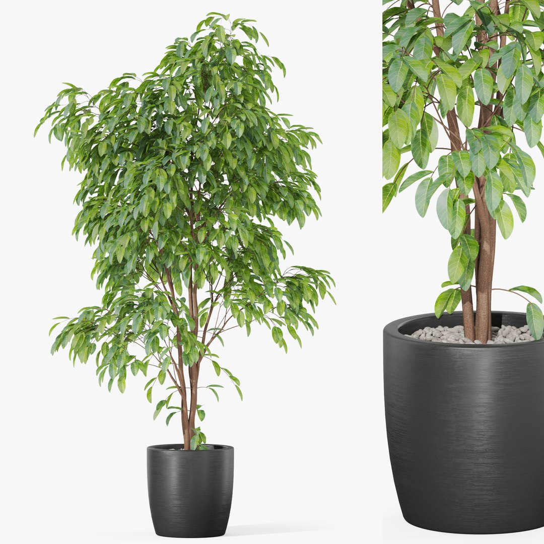 3D Plants Collection 1005 - TurboSquid 2141622