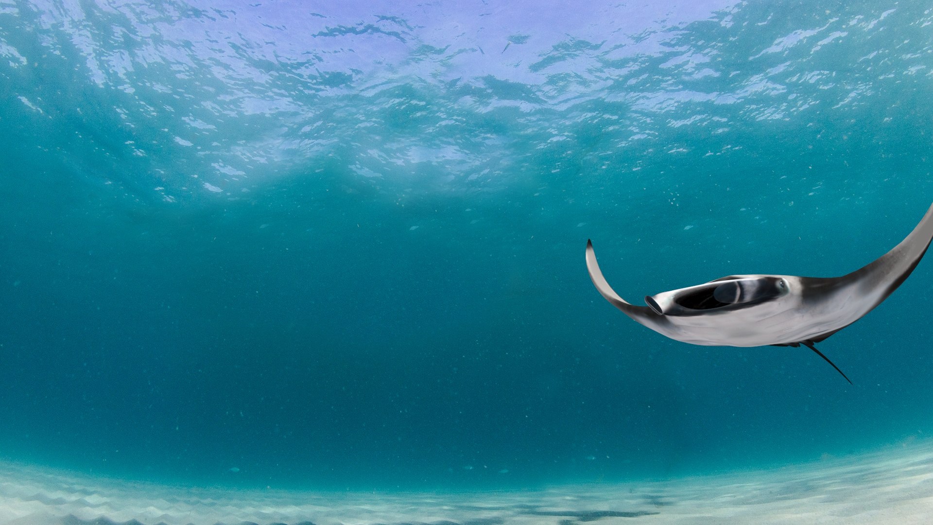 Manta Ray 8K- 3d animated 3D - TurboSquid 2159060