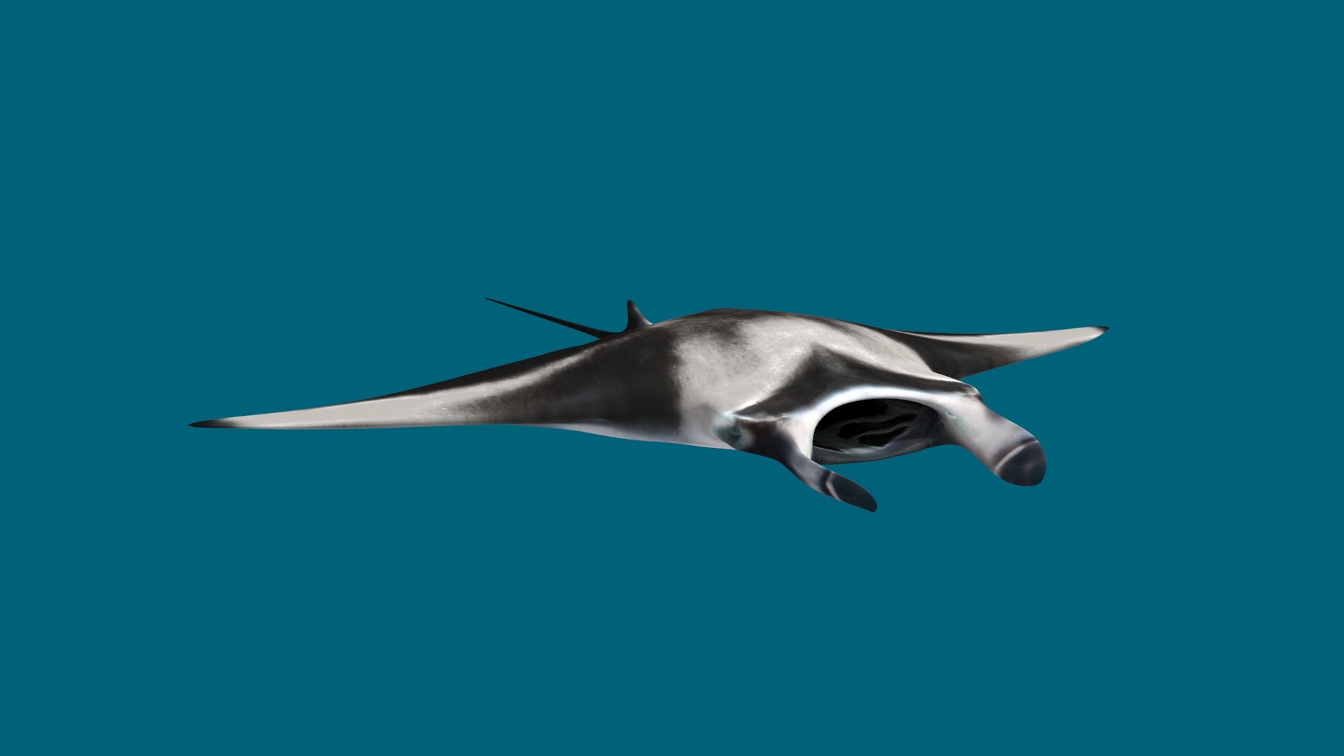Manta Ray 8K- 3d animated 3D - TurboSquid 2159060