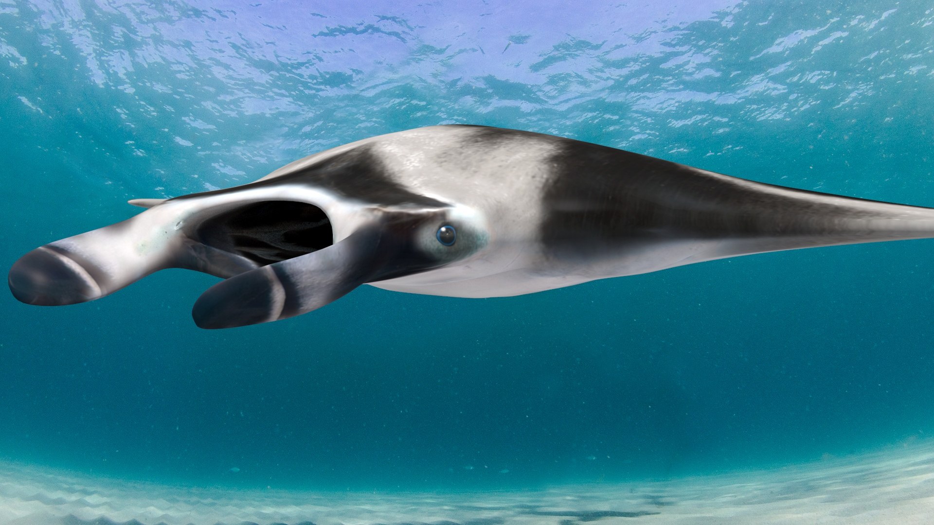 Manta Ray 8K- 3d animated 3D - TurboSquid 2159060