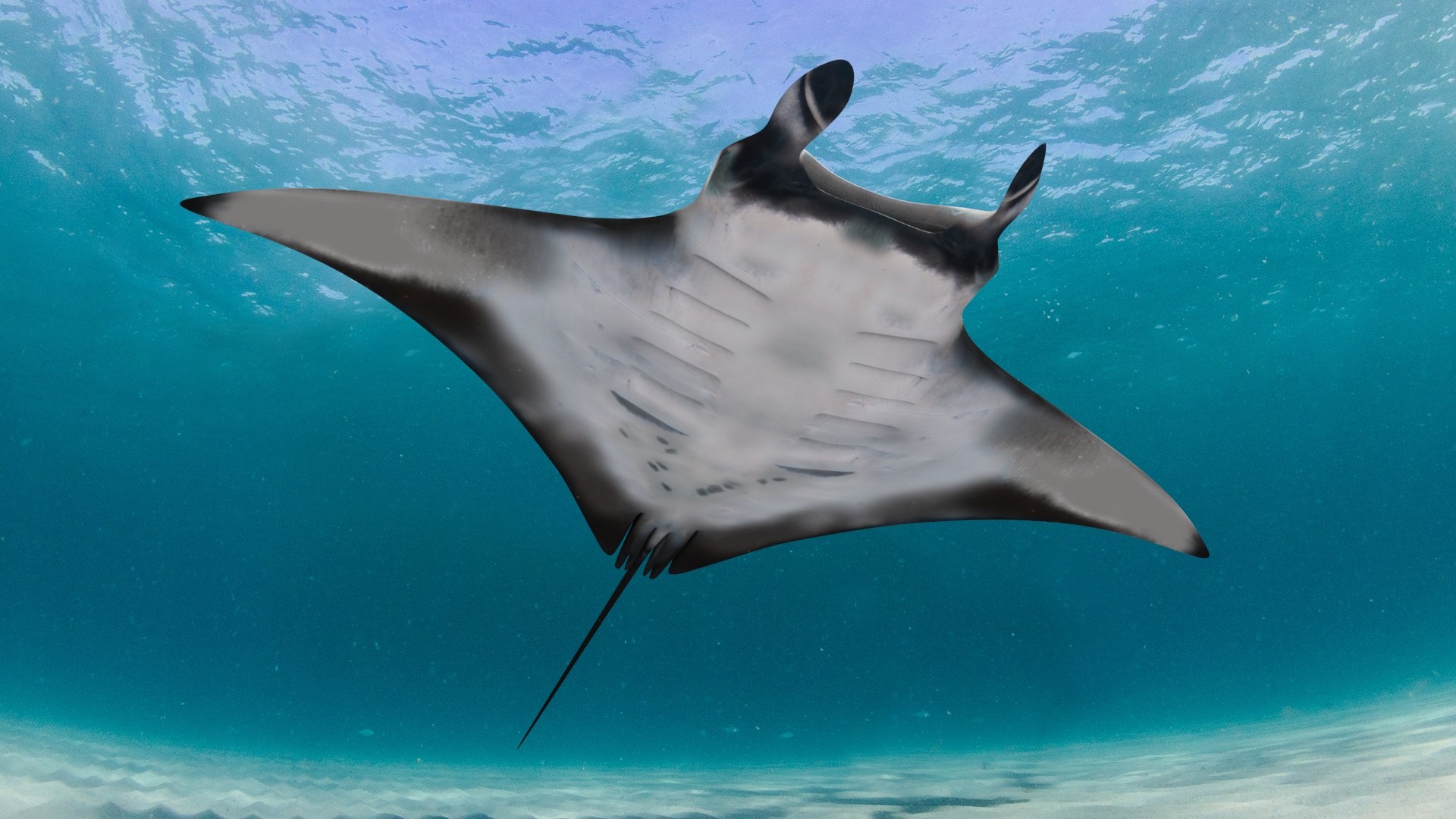 Manta Ray 8K- 3d animated 3D - TurboSquid 2159060