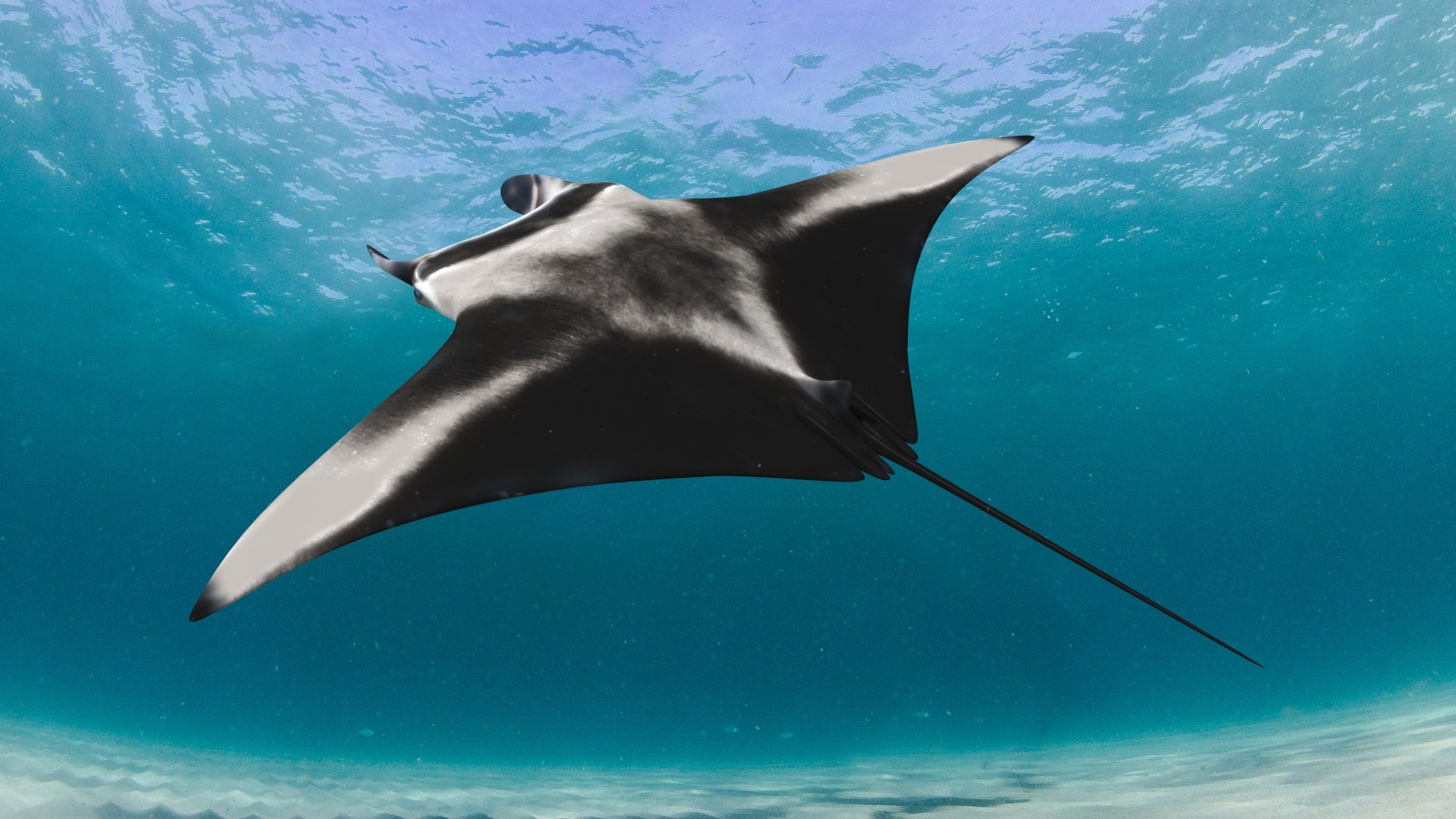 Manta Ray 8K- 3d animated 3D - TurboSquid 2159060