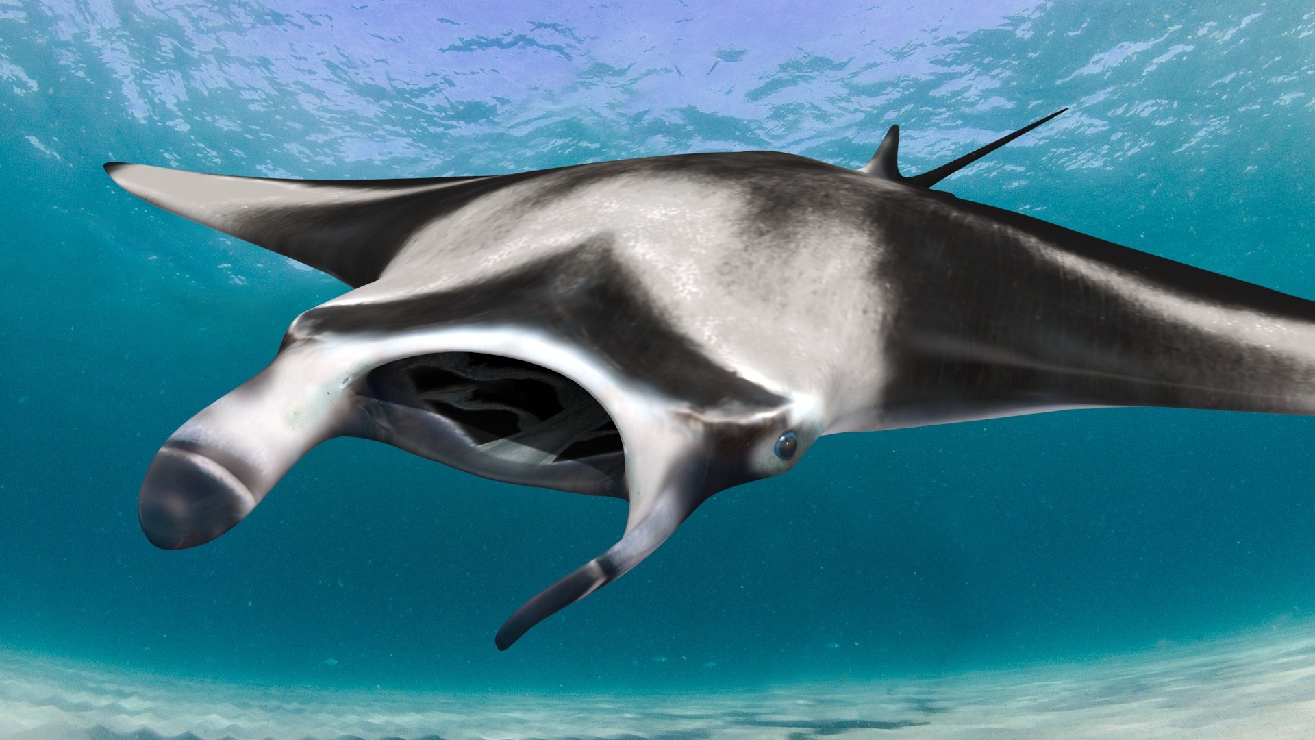Manta Ray 8K- 3d animated 3D - TurboSquid 2159060