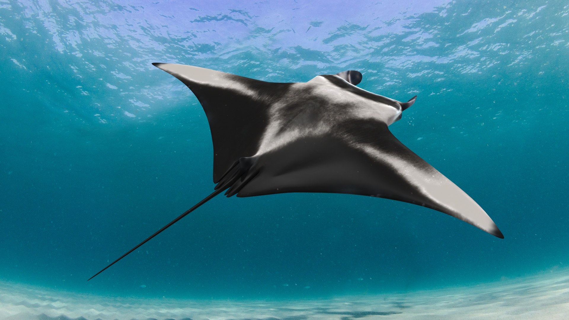 Manta Ray 8K- 3d animated 3D - TurboSquid 2159060
