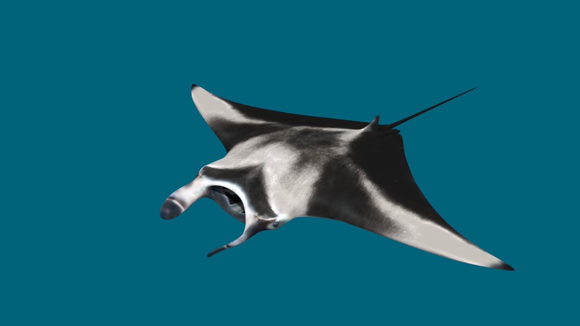 Manta Ray 8K- 3d animated 3D - TurboSquid 2159060