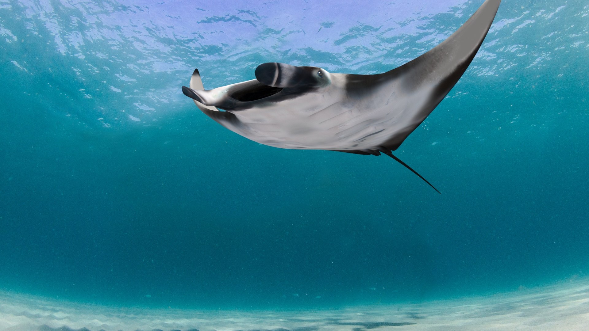Manta Ray 8K- 3d animated 3D - TurboSquid 2159060