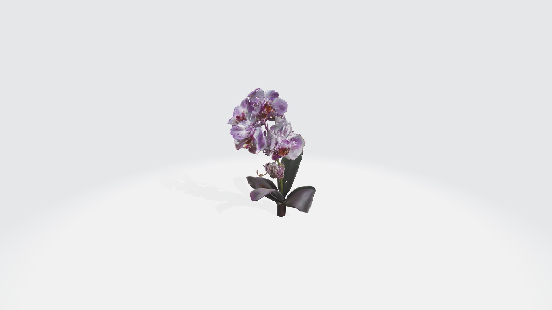 Orchid Flowers 3D - TurboSquid 2281615