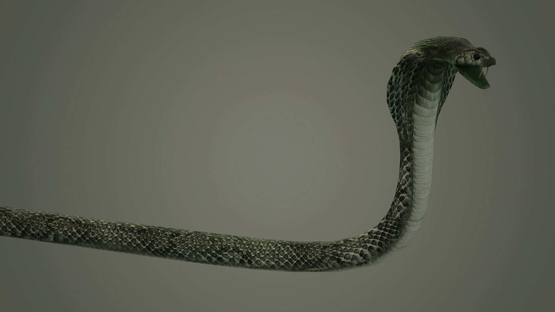 3D Snake Reptile Snakes Serpent Python Anaconda Mamba Cobra ...