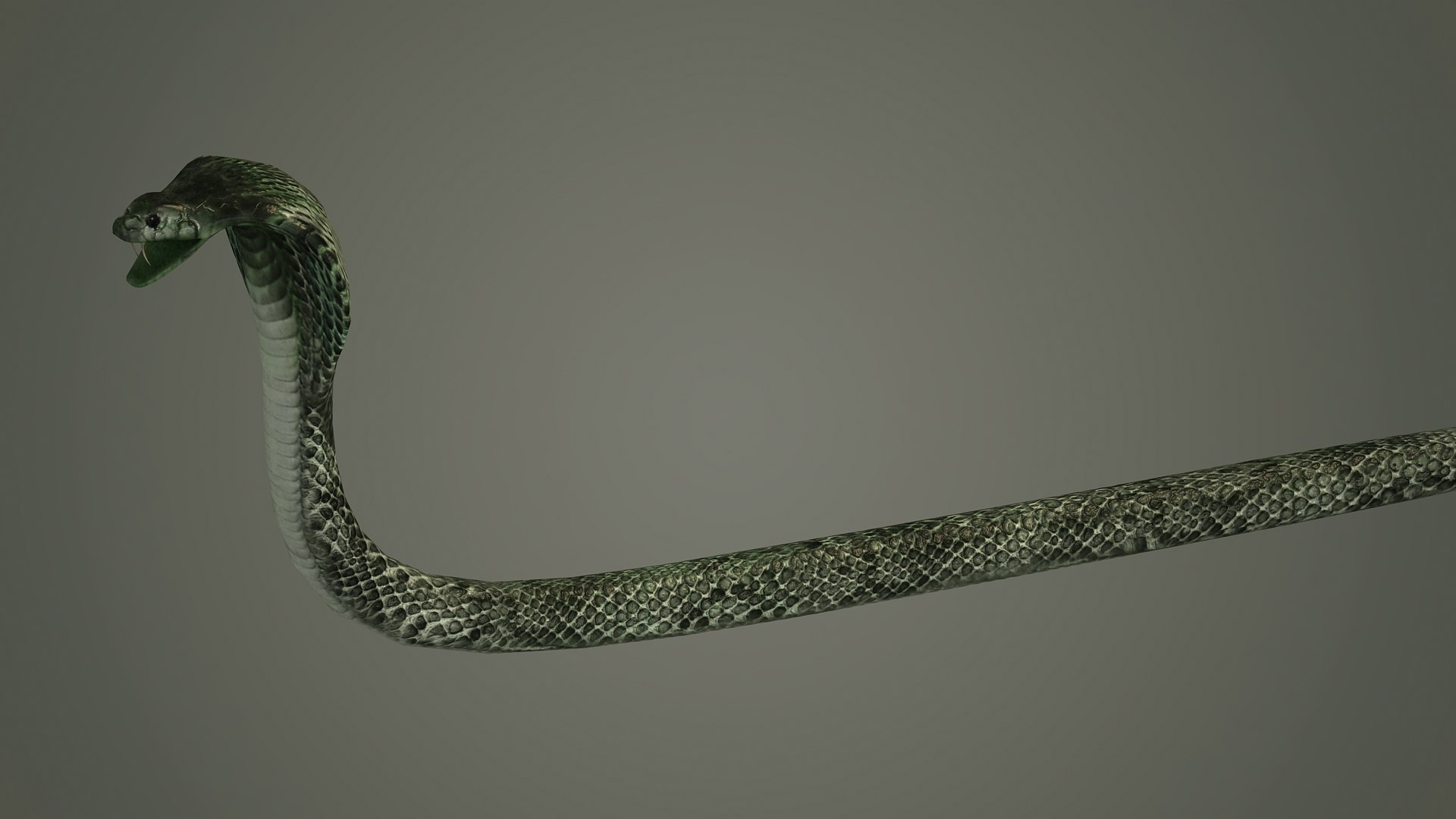 3D Snake Reptile Snakes Serpent Python Anaconda Mamba Cobra ...