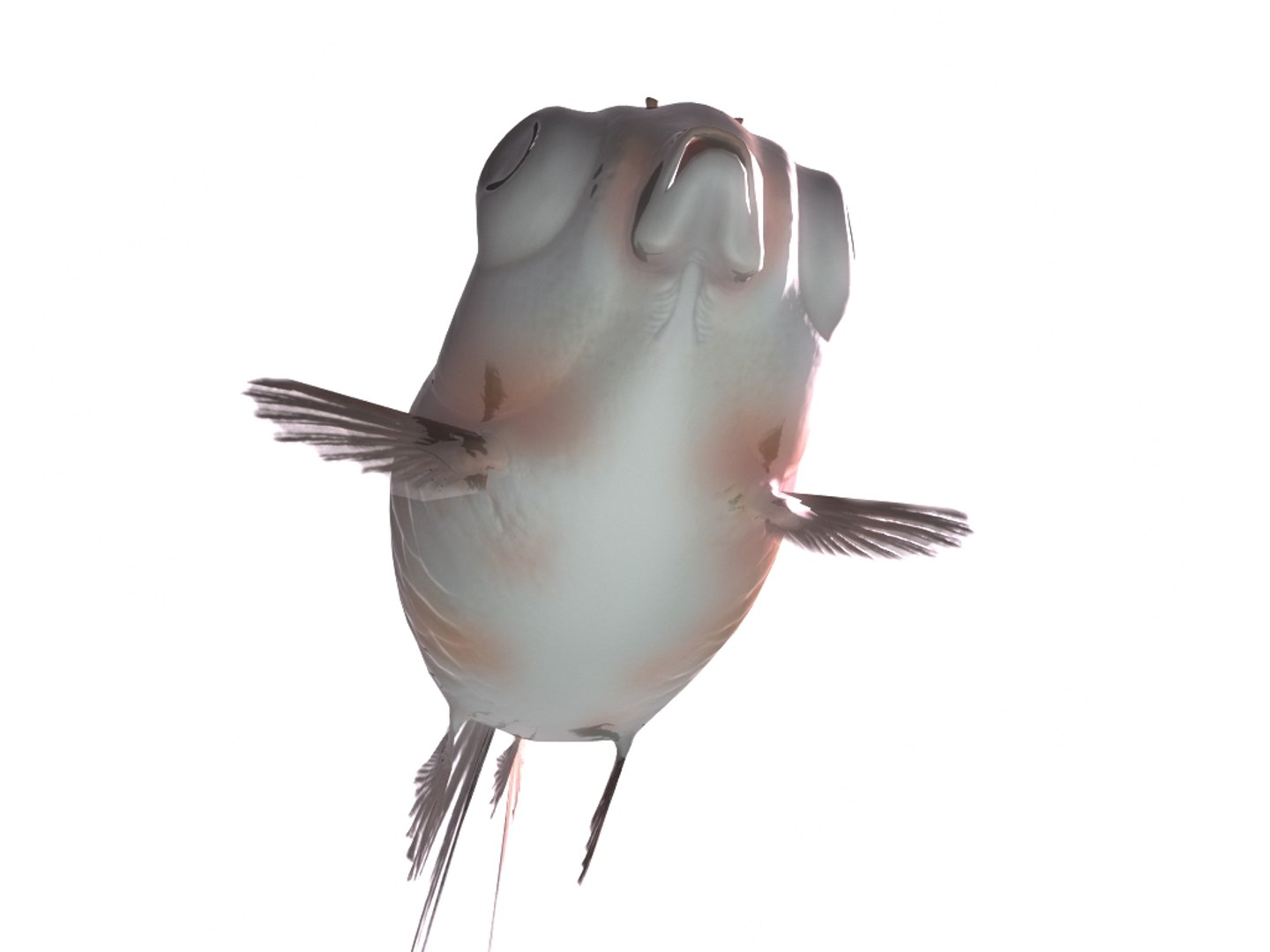 3d fish aquarium