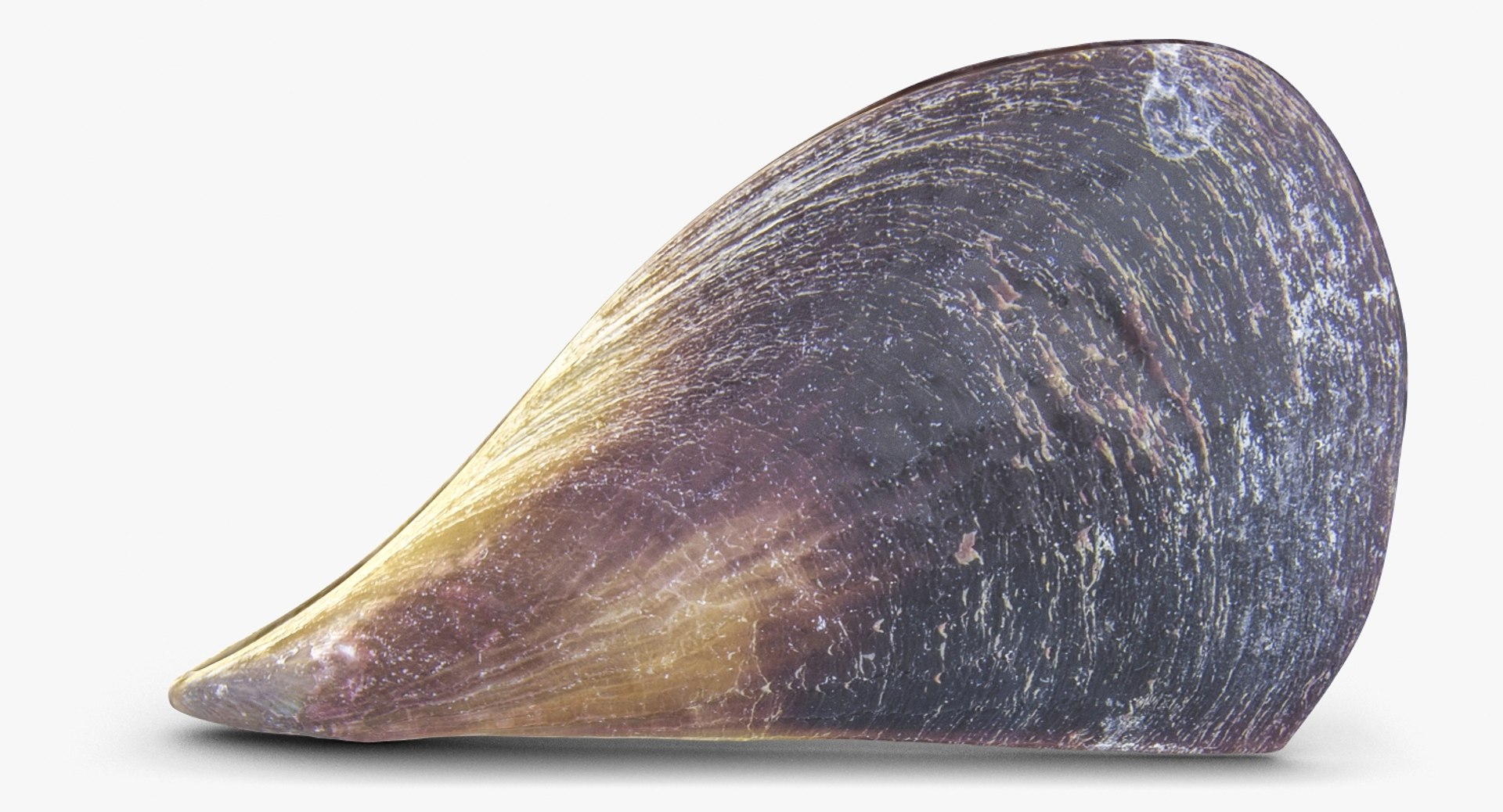 3d model big mussel sea shell