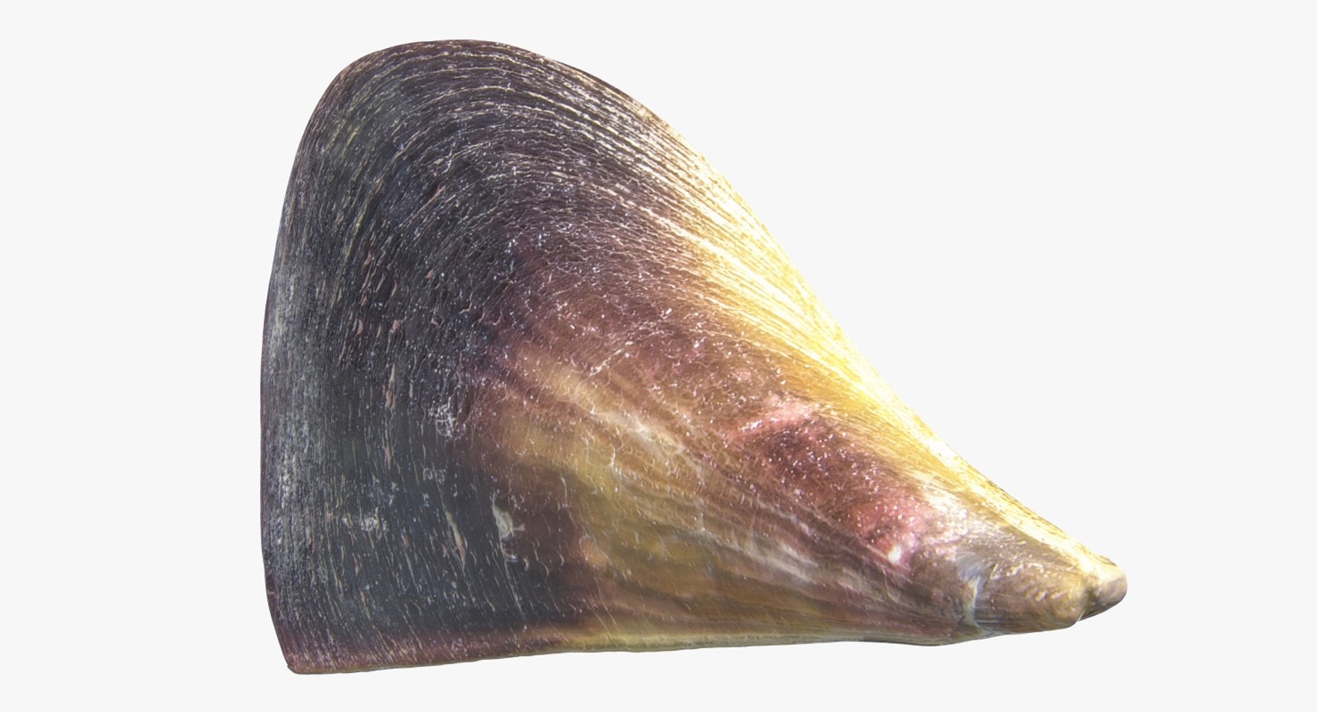 3d model big mussel sea shell