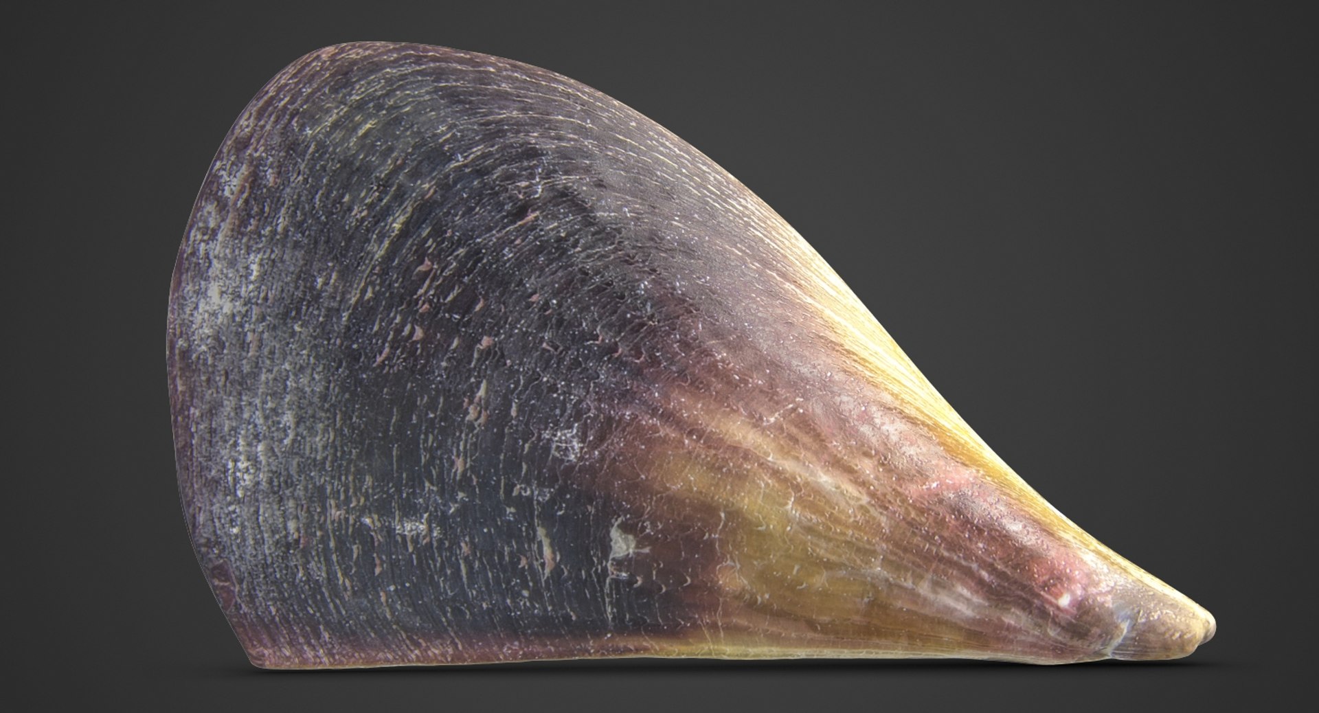 giant mussel shell