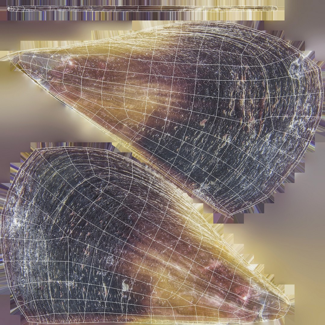 3d model big mussel sea shell