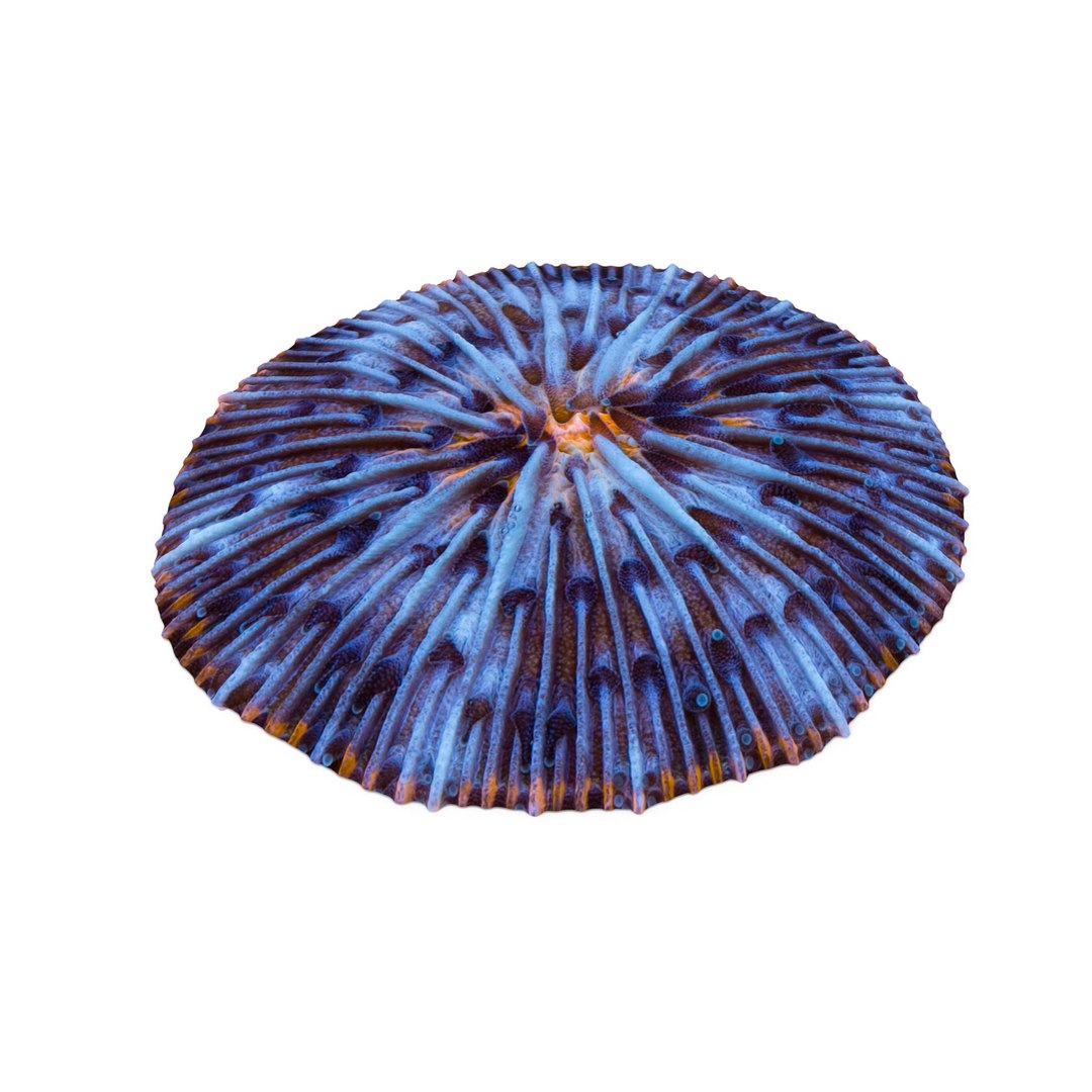 fungia plate coral 3d max