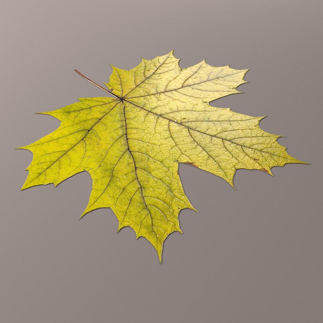 Leaf 2014 3D Model - TurboSquid 2104610