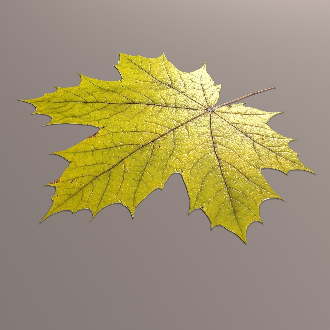 Leaf 2014 3D Model - TurboSquid 2104610