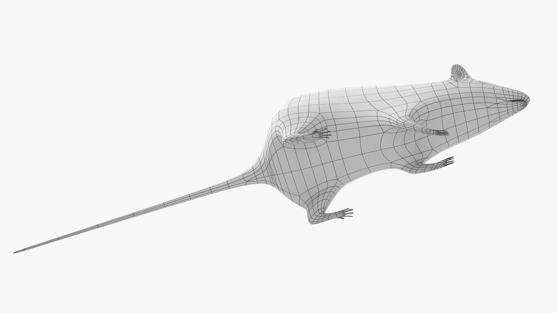 Rat mammals animal 3D - TurboSquid 1681367