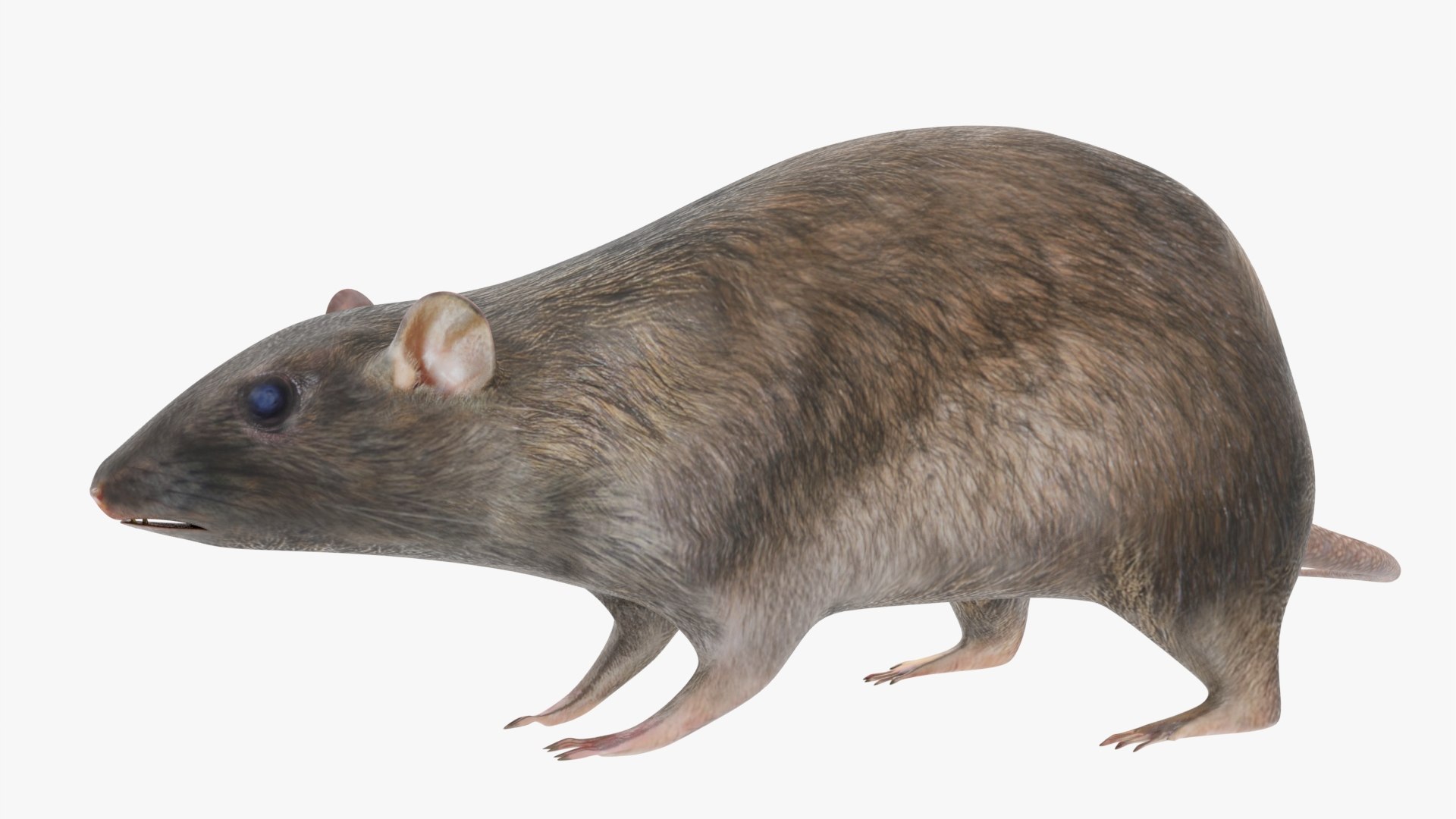 Rat mammals animal 3D - TurboSquid 1681367