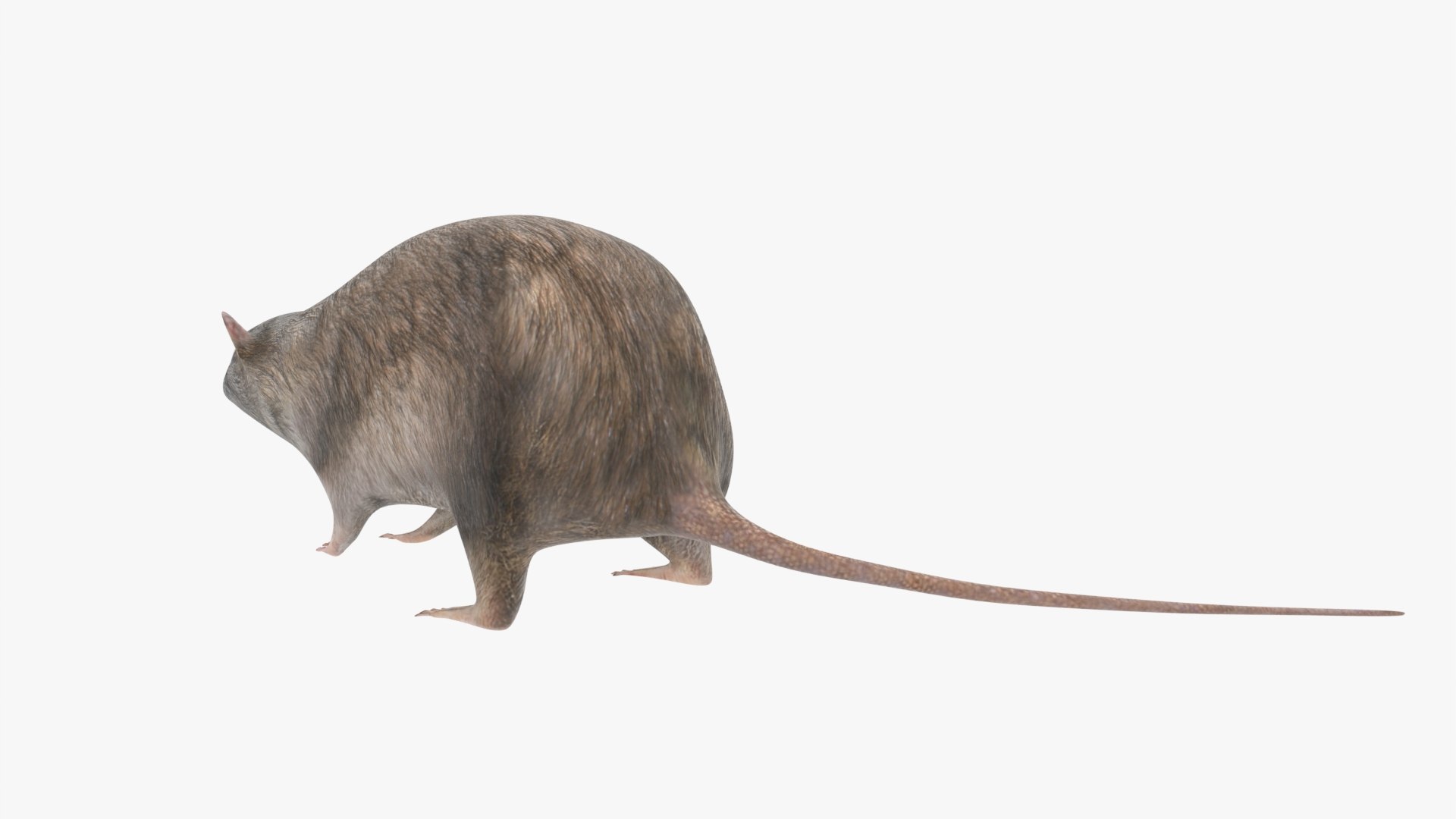 Rat mammals animal 3D - TurboSquid 1681367