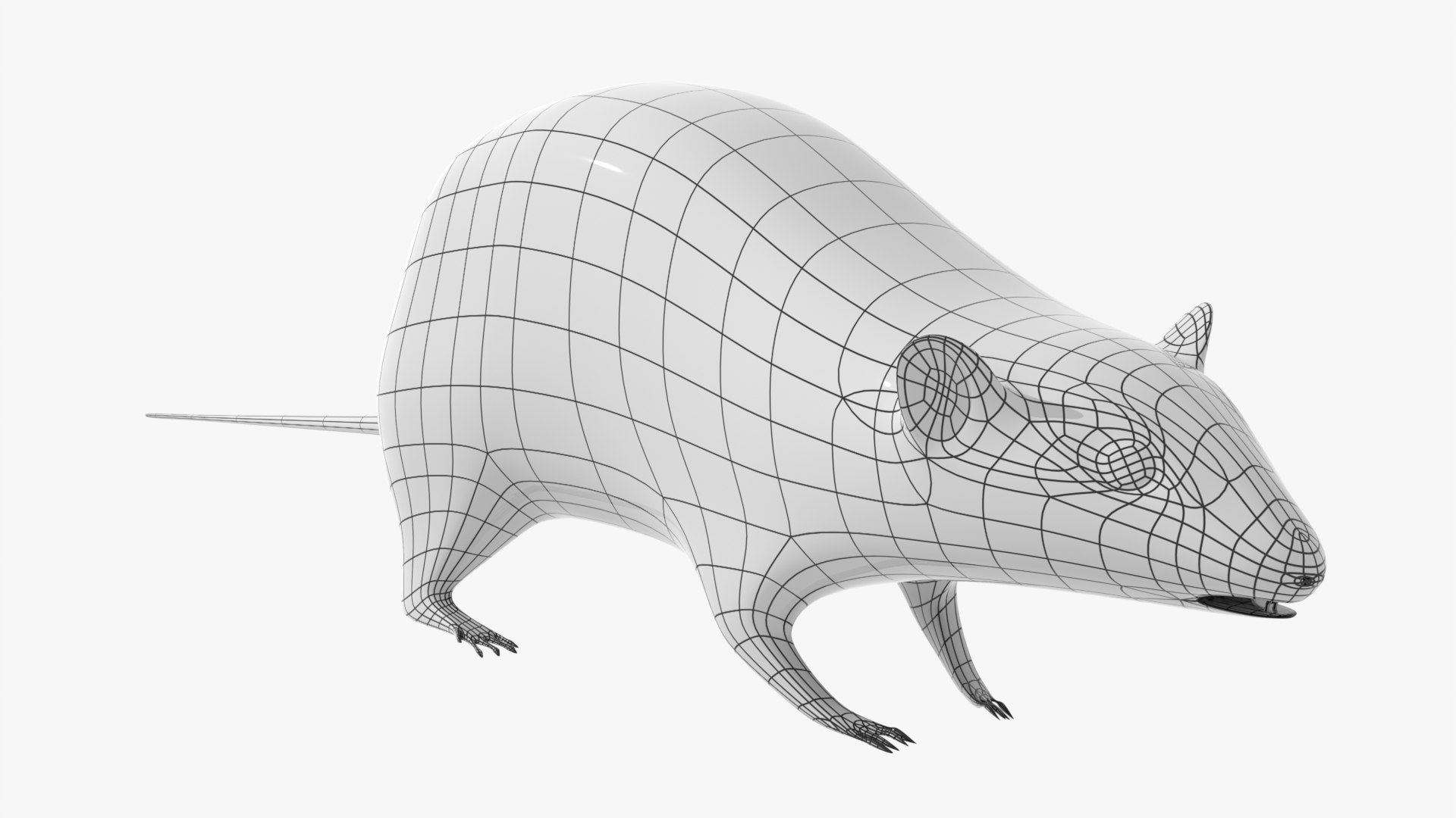 Rat mammals animal 3D - TurboSquid 1681367