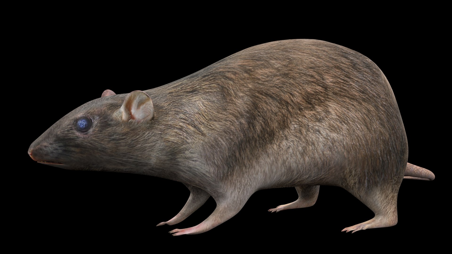 Rat mammals animal 3D - TurboSquid 1681367