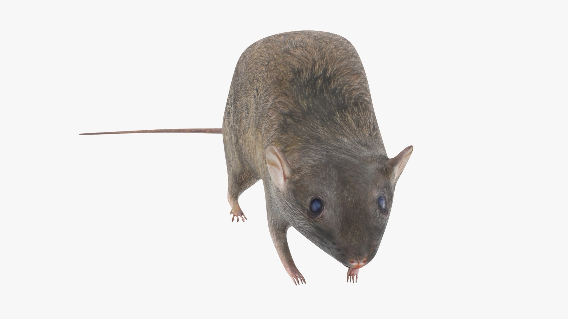 Rat mammals animal 3D - TurboSquid 1681367