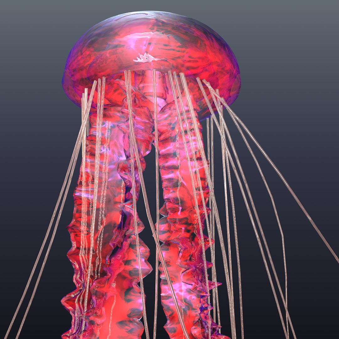 Realistic Jellyfish Model - TurboSquid 1453715