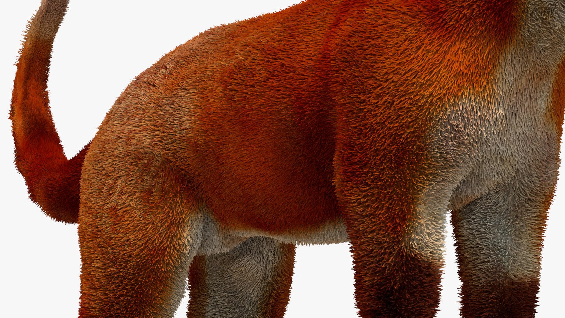 3D Model MAYA XGEN FUR Red Fox - TurboSquid 2046597