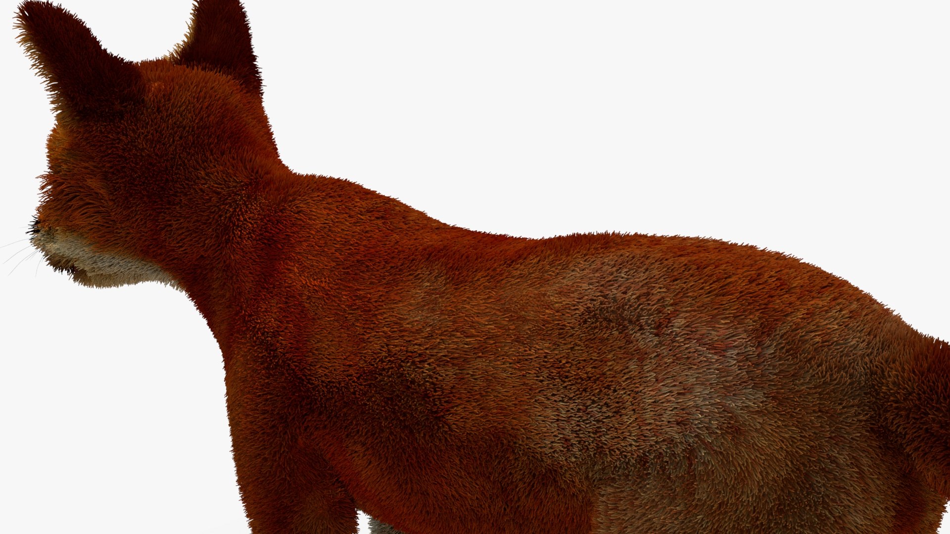 3D Model MAYA XGEN FUR Red Fox - TurboSquid 2046597