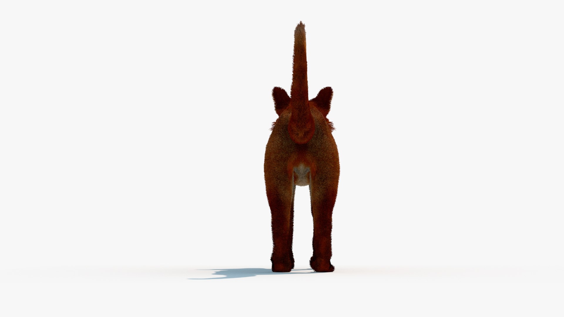 3D Model MAYA XGEN FUR Red Fox - TurboSquid 2046597