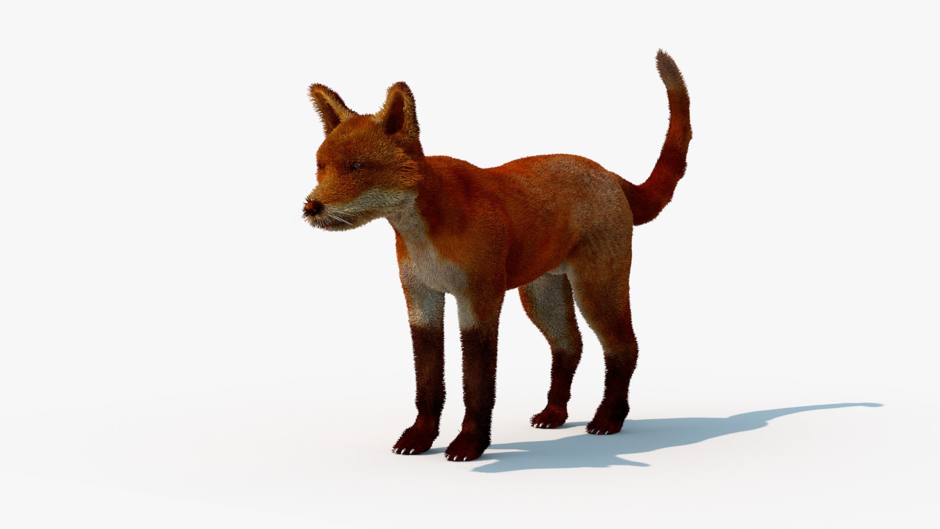 3D Model MAYA XGEN FUR Red Fox - TurboSquid 2046597