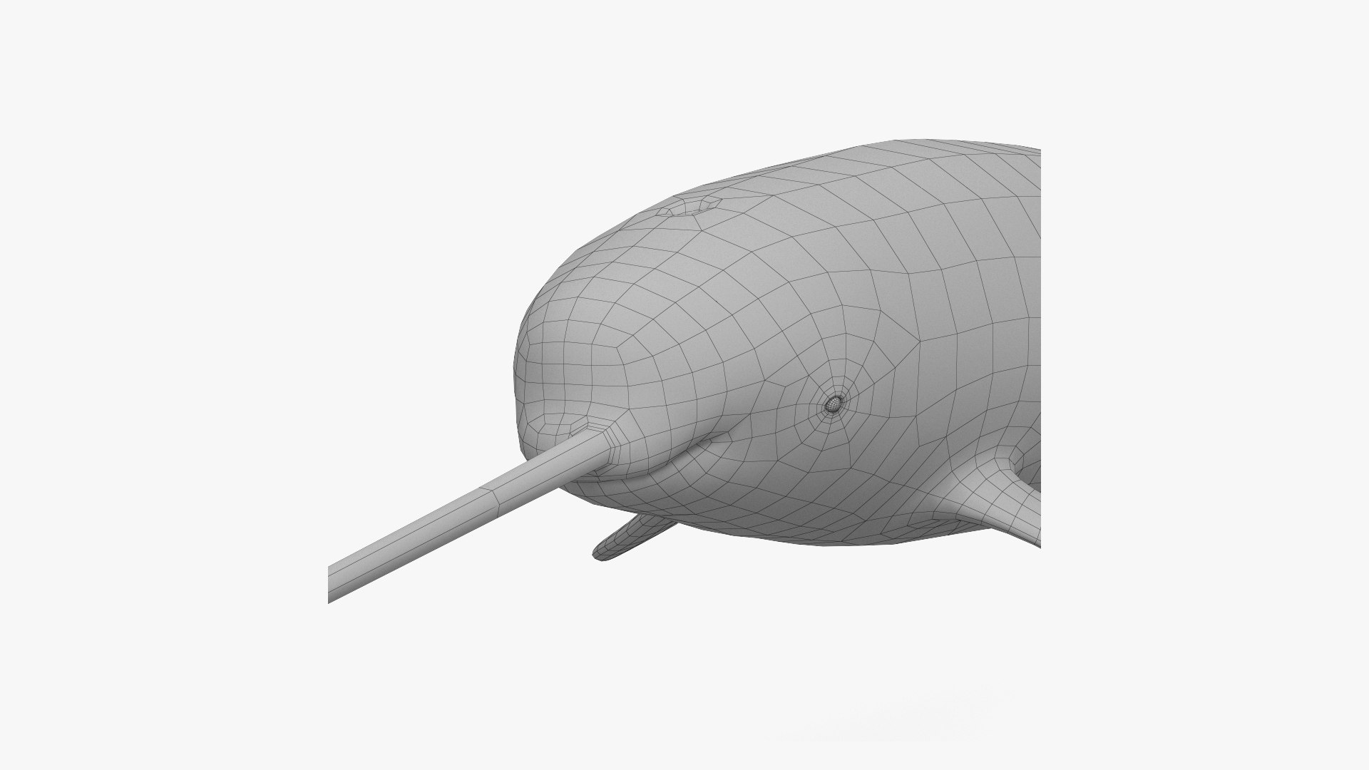 Narwhal 3D - TurboSquid 2196645