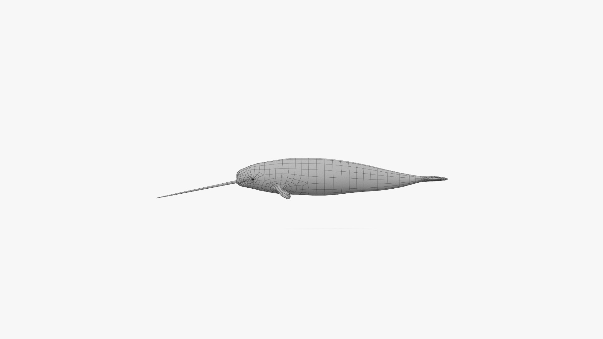 Narwhal 3D - TurboSquid 2196645