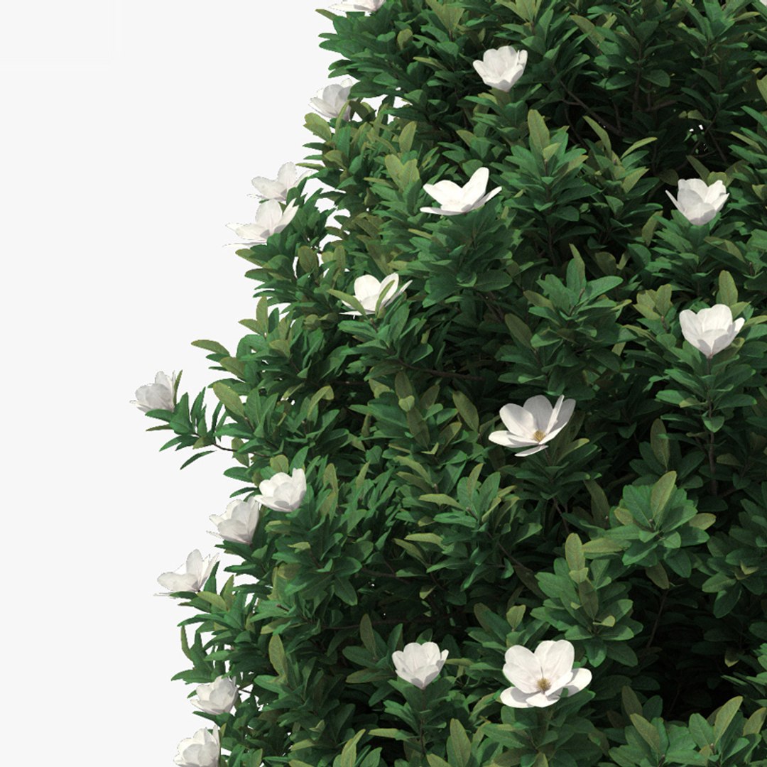 Magnolia tree 3D model - TurboSquid 1657582