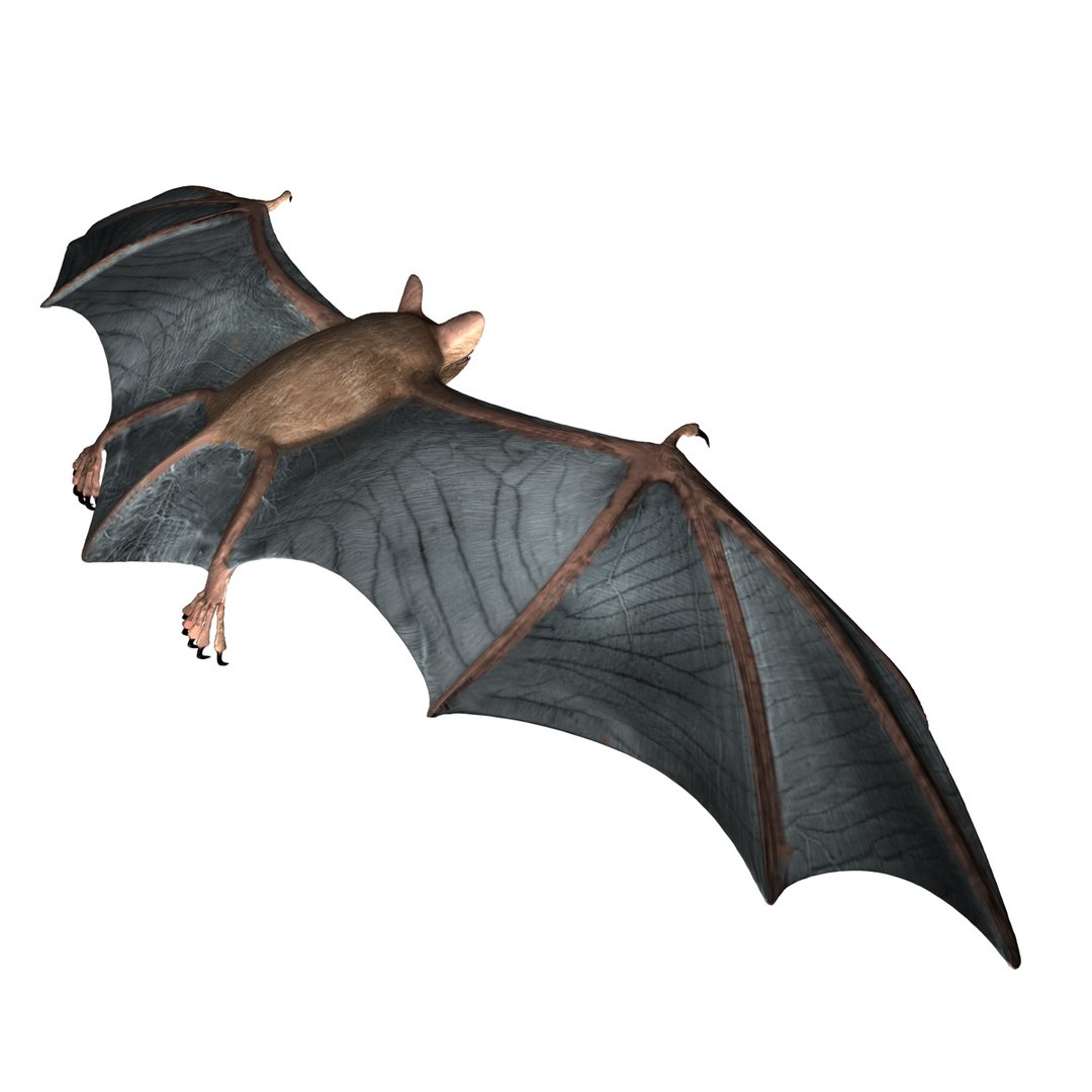 Greater Mouse-eared Bat 3ds